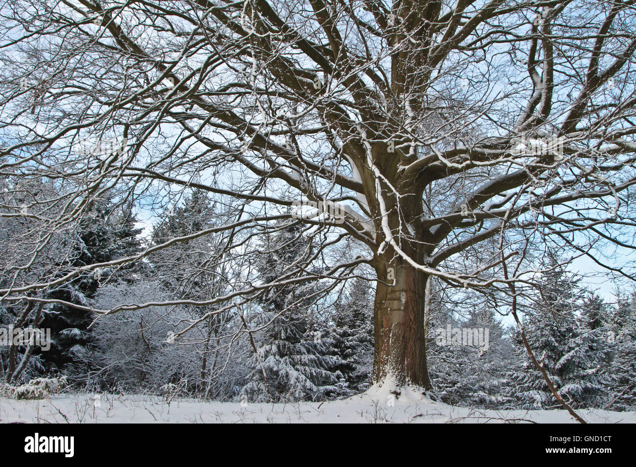 tree in denmark in winter with snow Stock Photo - Alamy