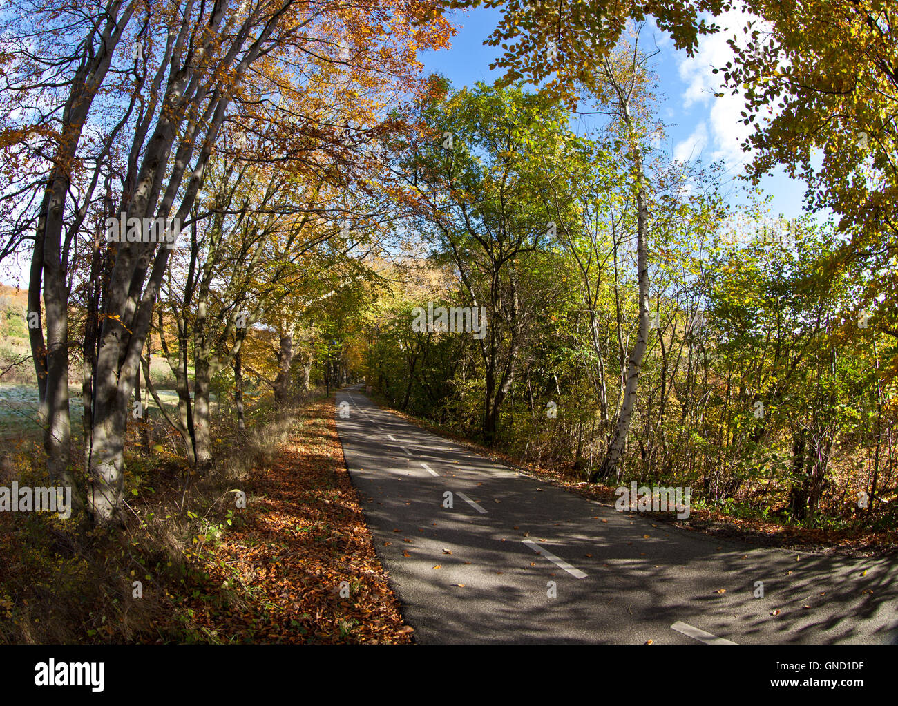 colorful forest in denmark in fall Stock Photo - Alamy