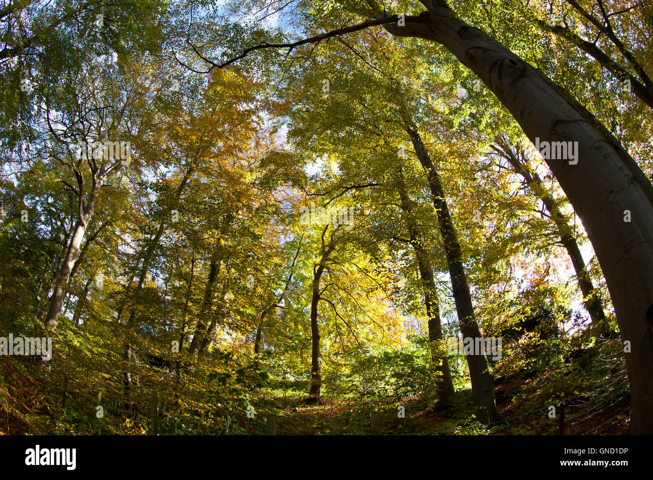 colorful forest in denmark in fall Stock Photo - Alamy