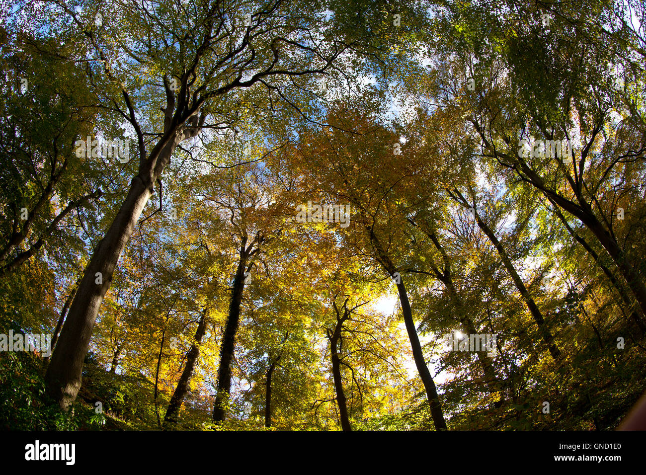 colorful forest in denmark in fall Stock Photo - Alamy