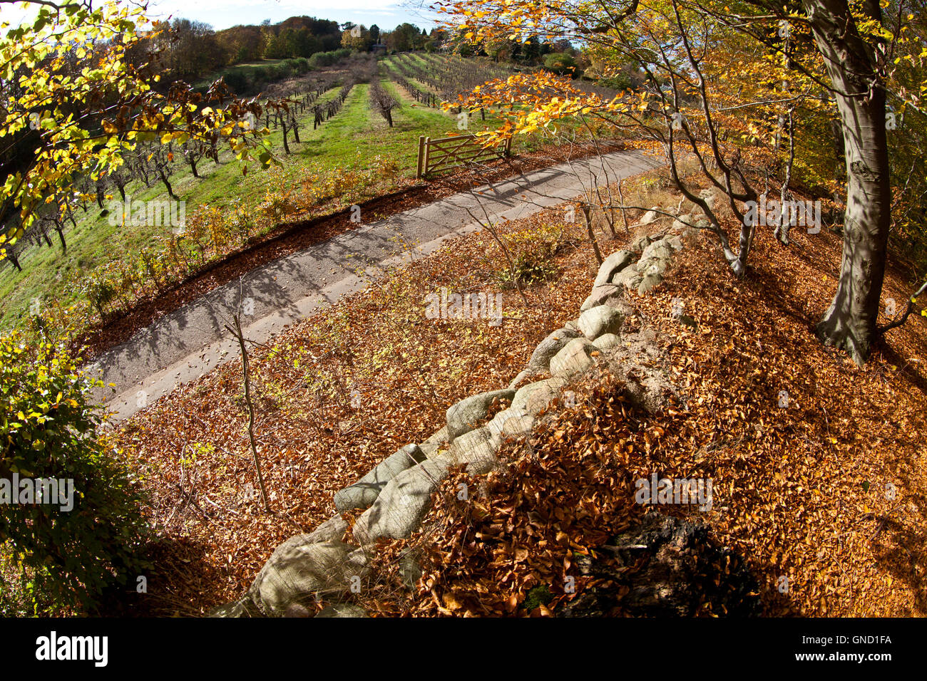 colorful forest in denmark in fall Stock Photo - Alamy