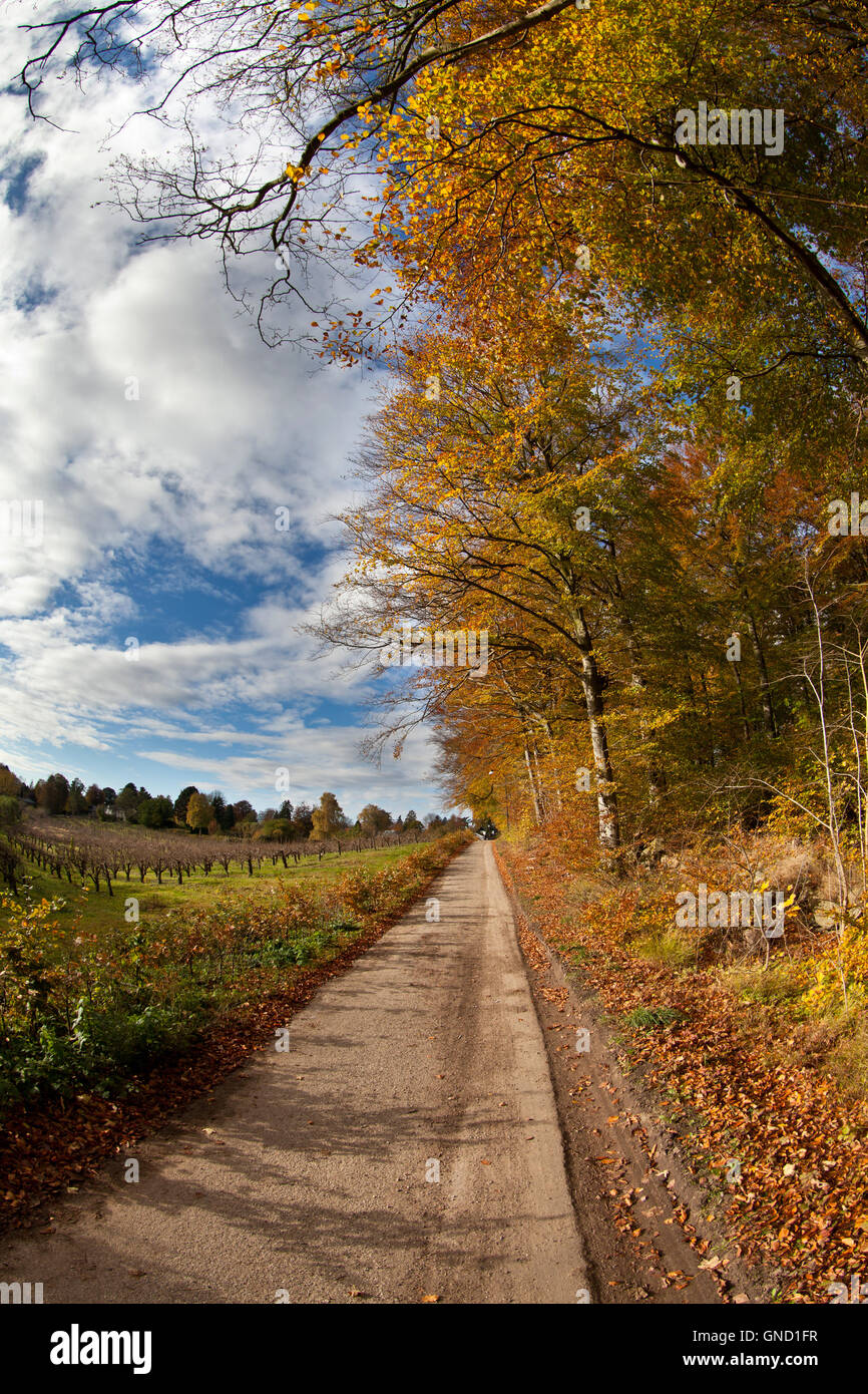 colorful forest in denmark in fall Stock Photo - Alamy
