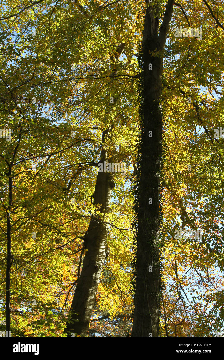 colorful forest in denmark in fall Stock Photo - Alamy