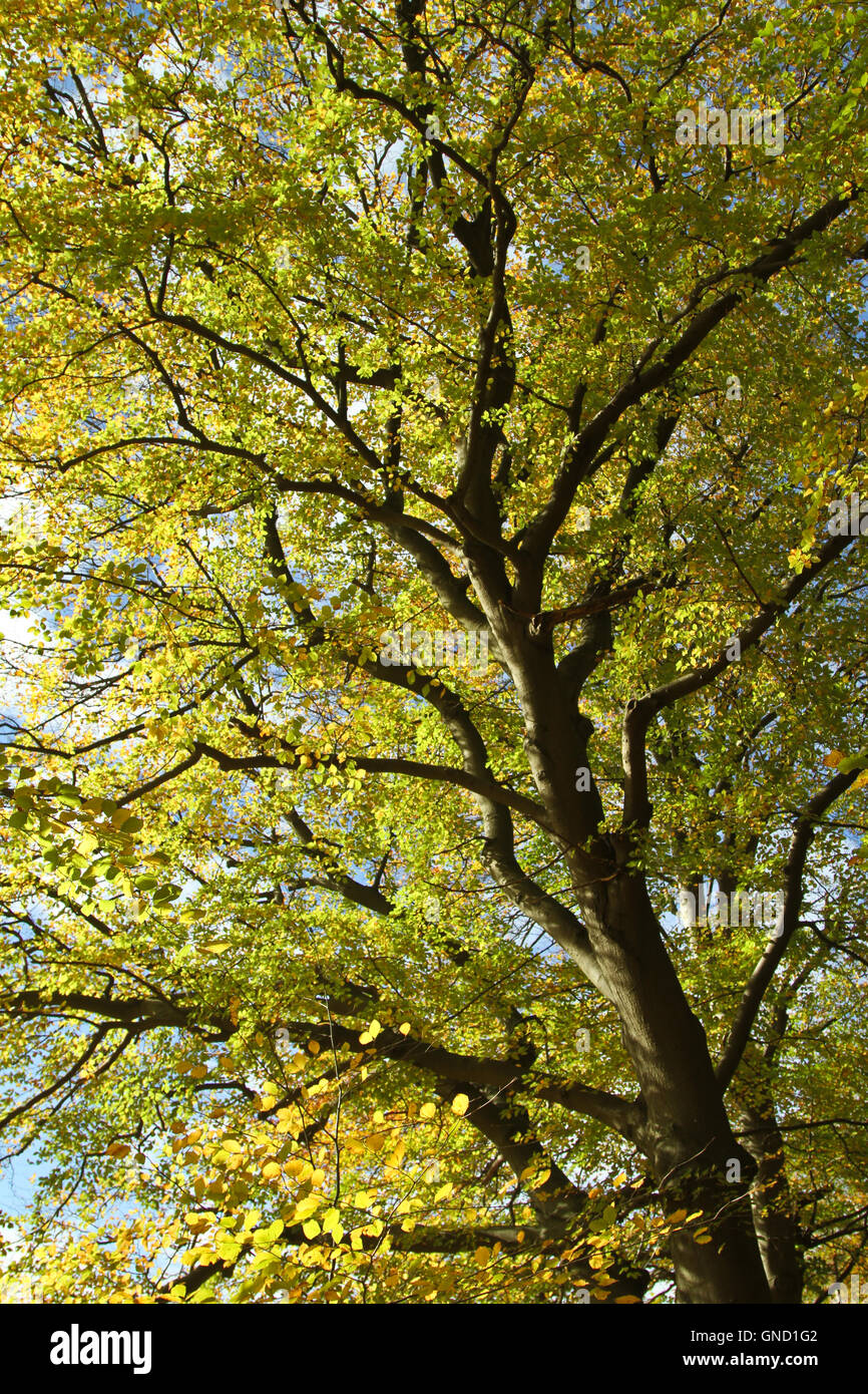 colorful forest in denmark in fall Stock Photo - Alamy