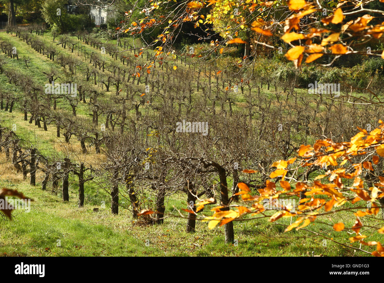 Danish apple tree hi-res stock photography and images - Alamy