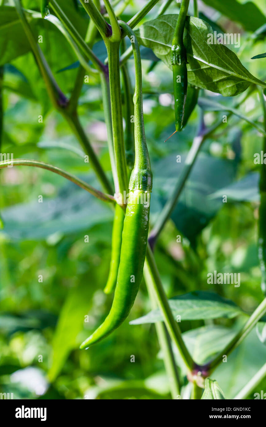 Green chilli hi-res stock photography and images - Alamy