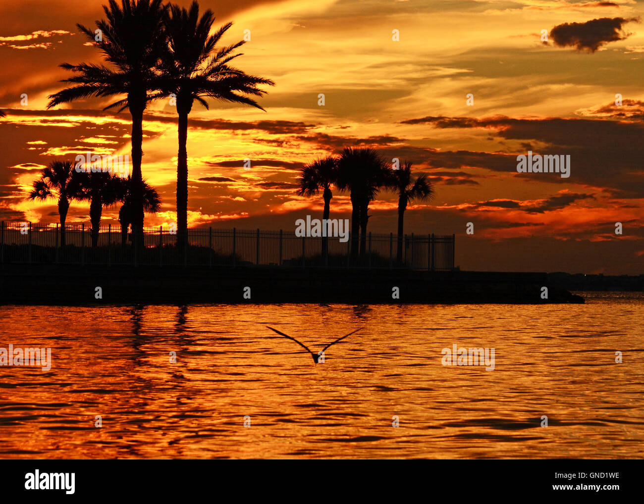 Tropical Sunset, palm trees and a bird Stock Photo - Alamy