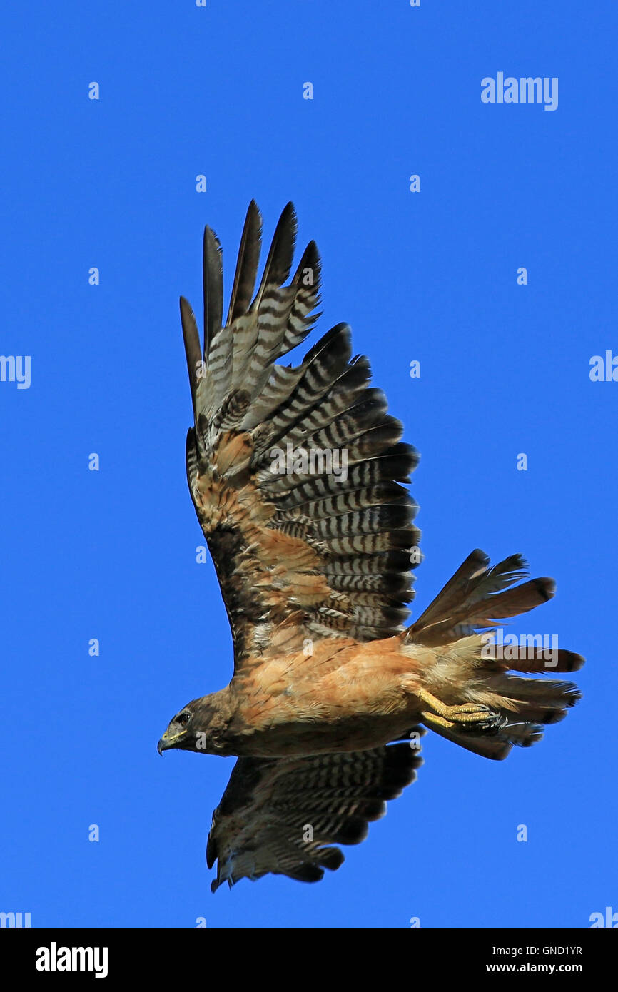 Hawk bird of prey hunting overhead in morning sky Stock Photo - Alamy