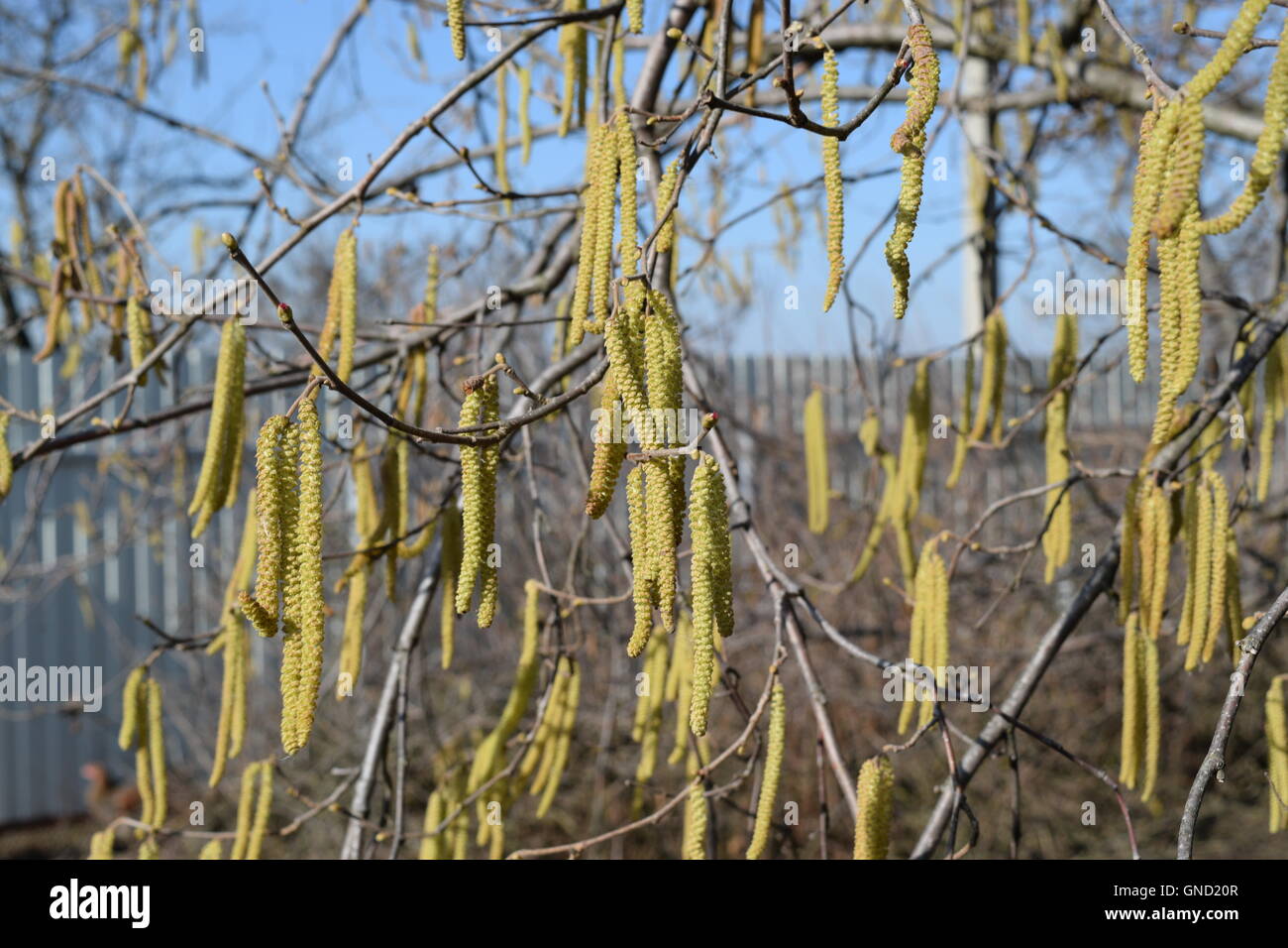 Flowering hazel hazelnut Stock Photo - Alamy