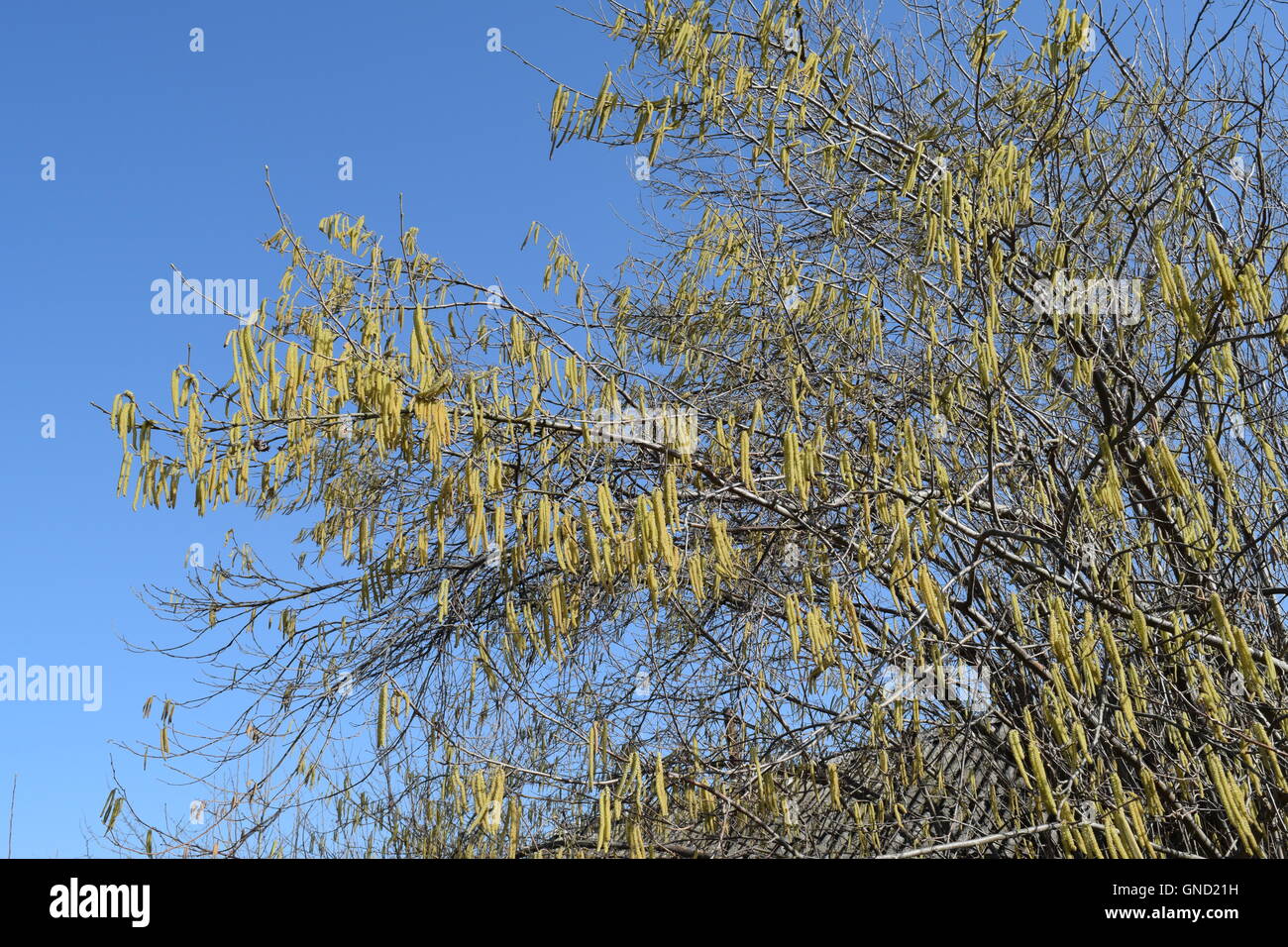 Flowering hazel hazelnut Stock Photo - Alamy
