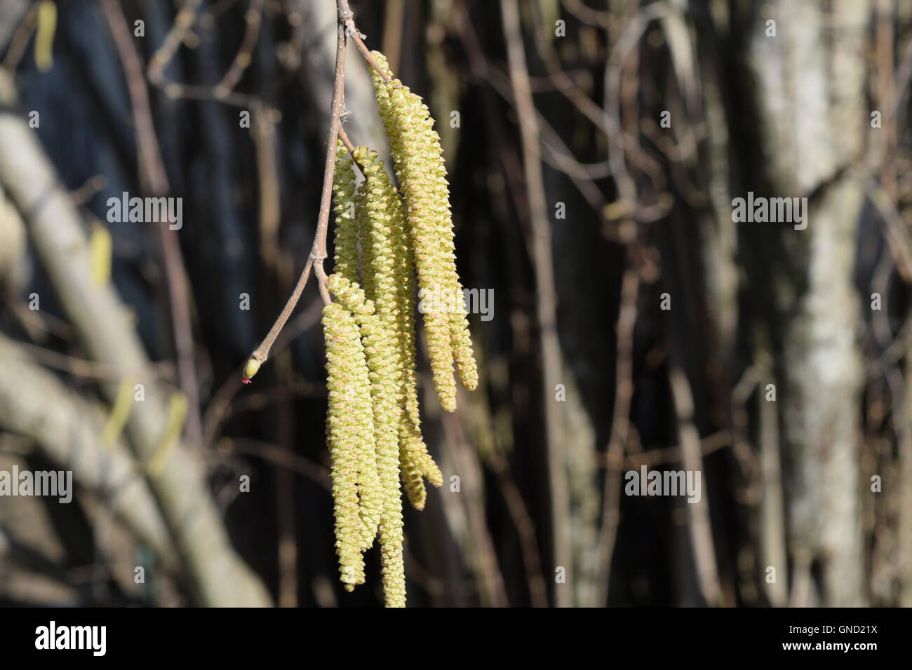 Flowering hazel hazelnut Stock Photo - Alamy