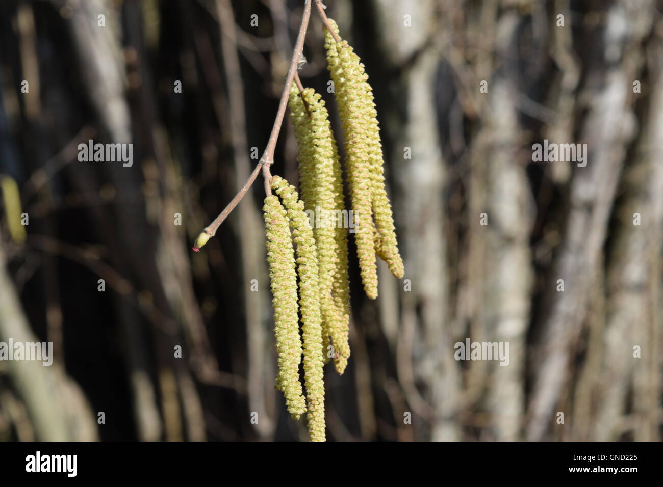 Flowering hazel hazelnut Stock Photo - Alamy