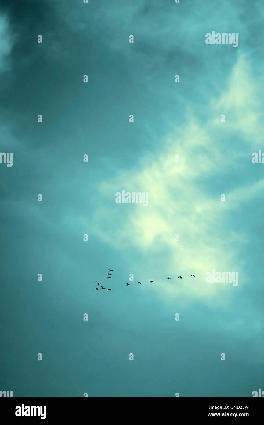 Birds flock scared hi-res stock photography and images - Alamy