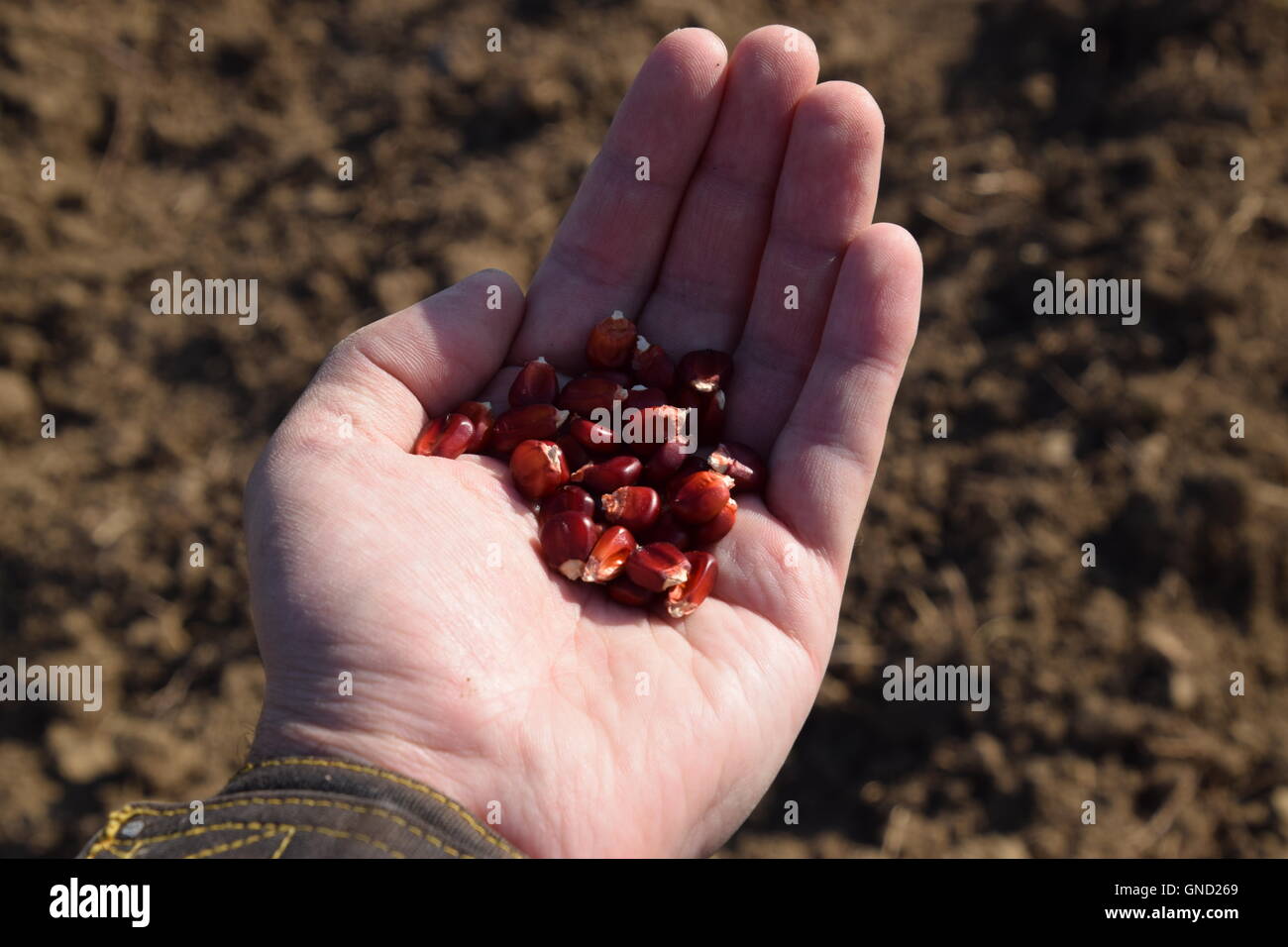 Sowing of maize out of hand Stock Photo - Alamy