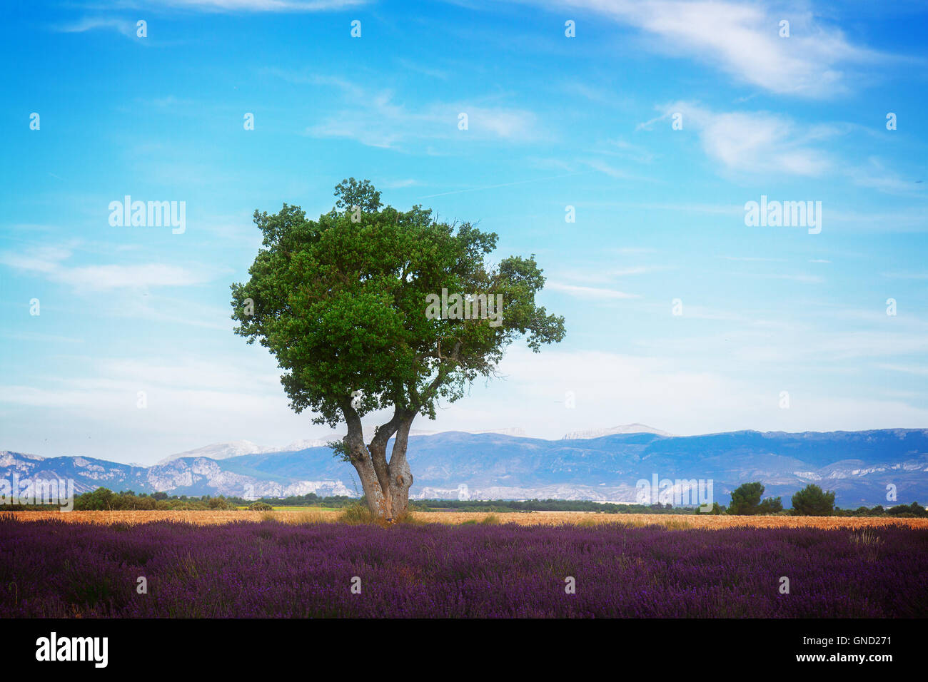 Lavender field and tree Stock Photo - Alamy