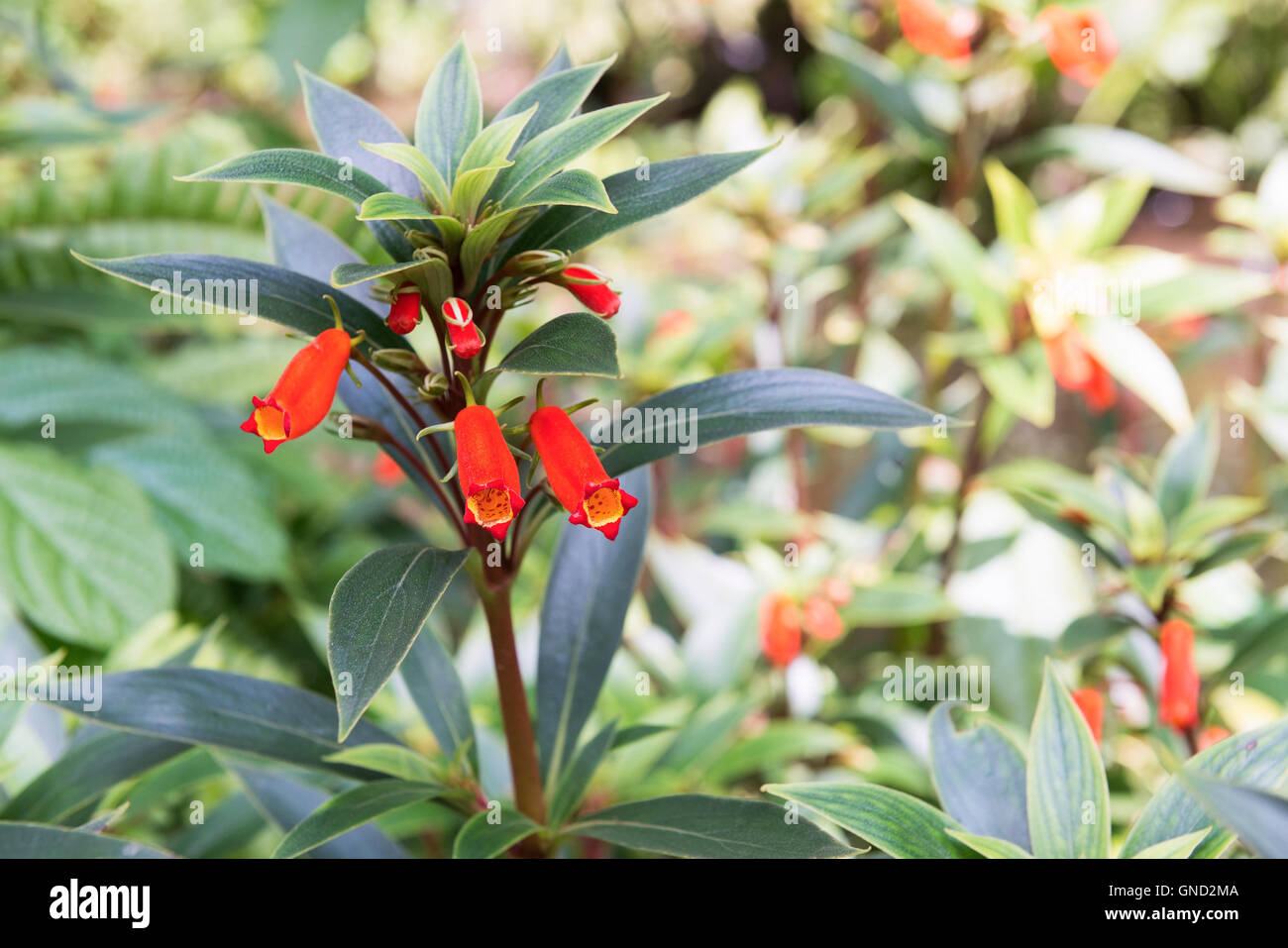 Firecracker flower hi-res stock photography and images - Alamy