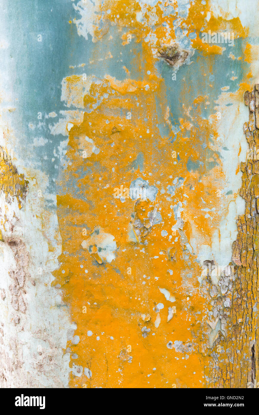 Texture of colorful trees Stock Photo - Alamy