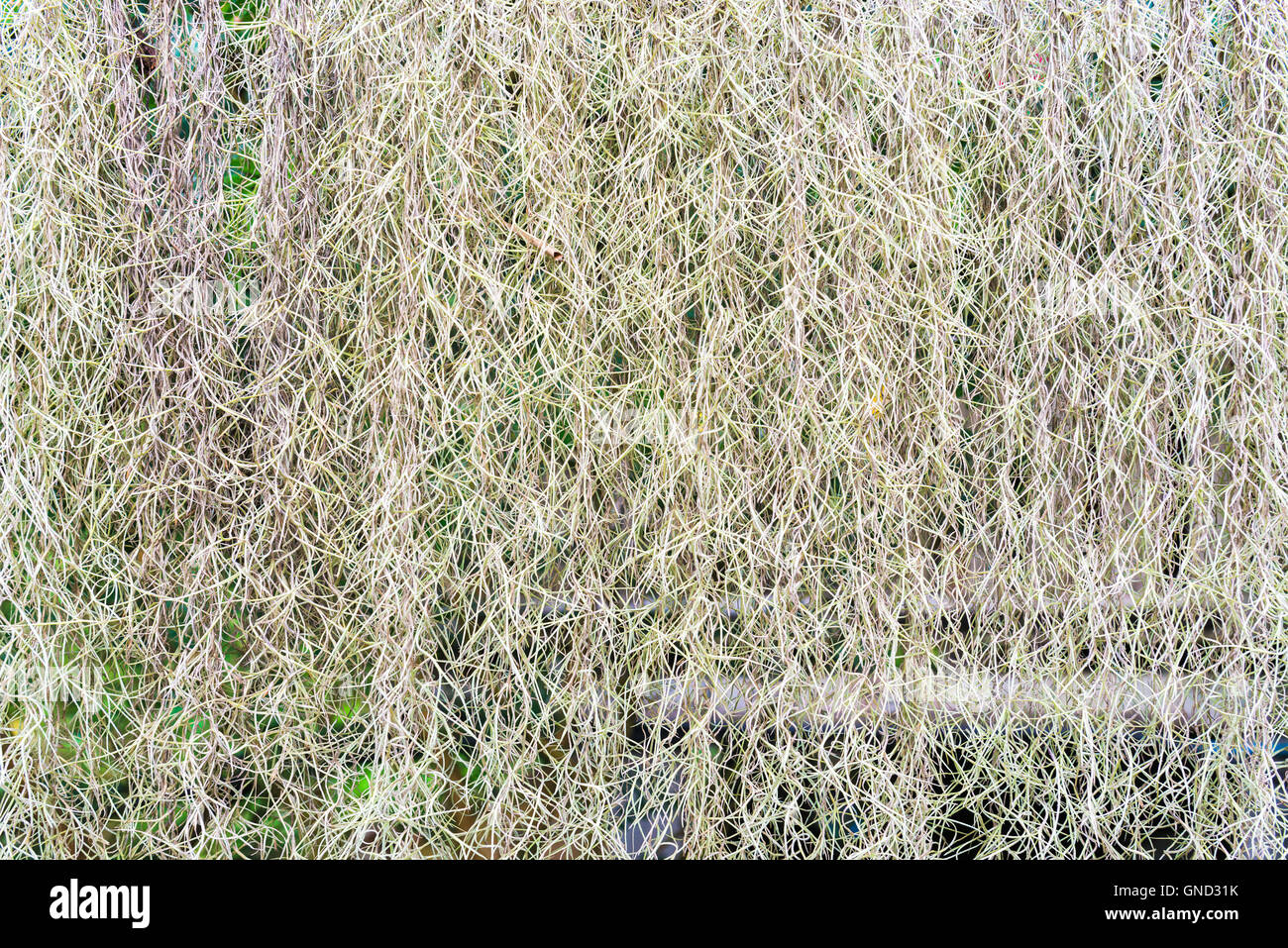Spanish moss moss tillandsia hi-res stock photography and images - Alamy