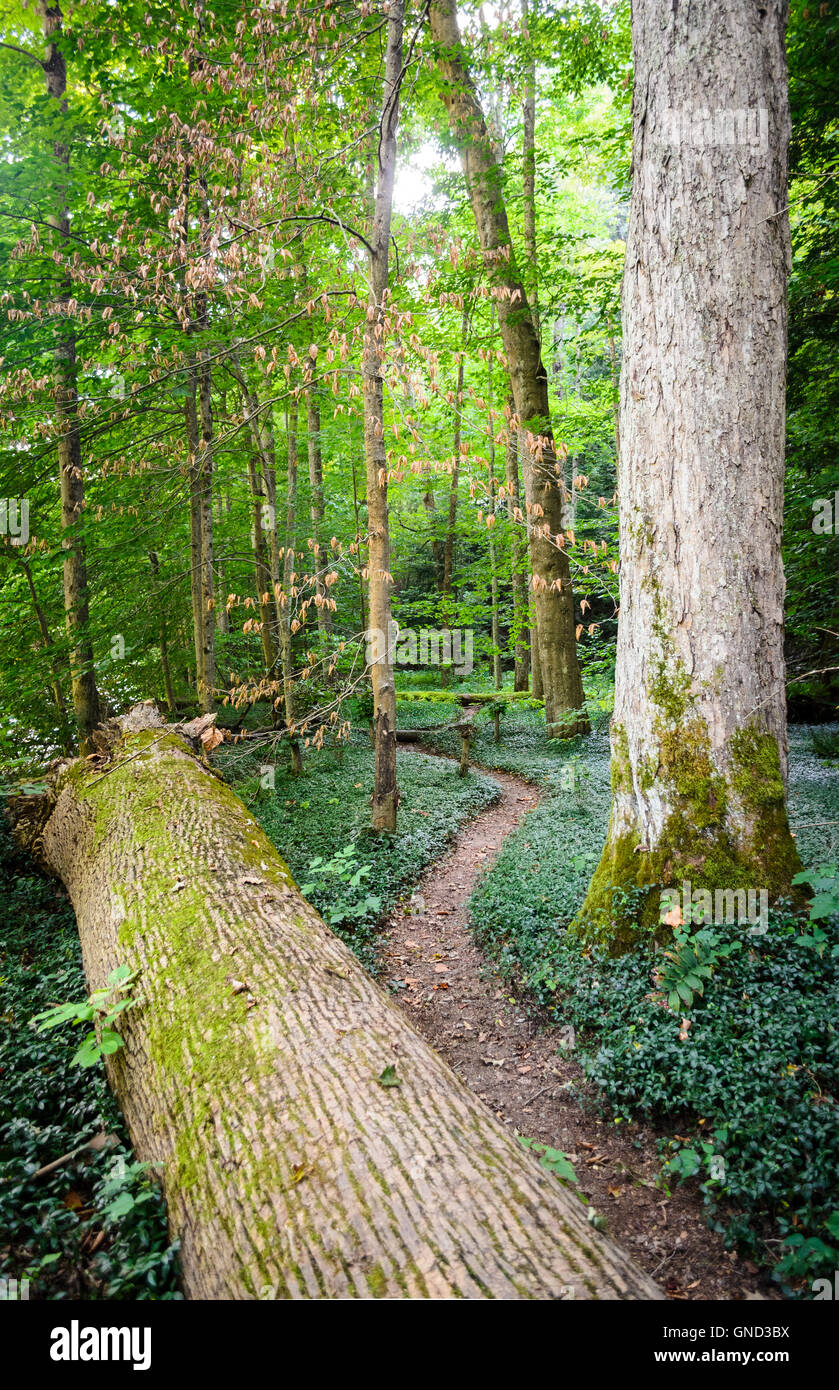 Zoar valley hi-res stock photography and images - Alamy