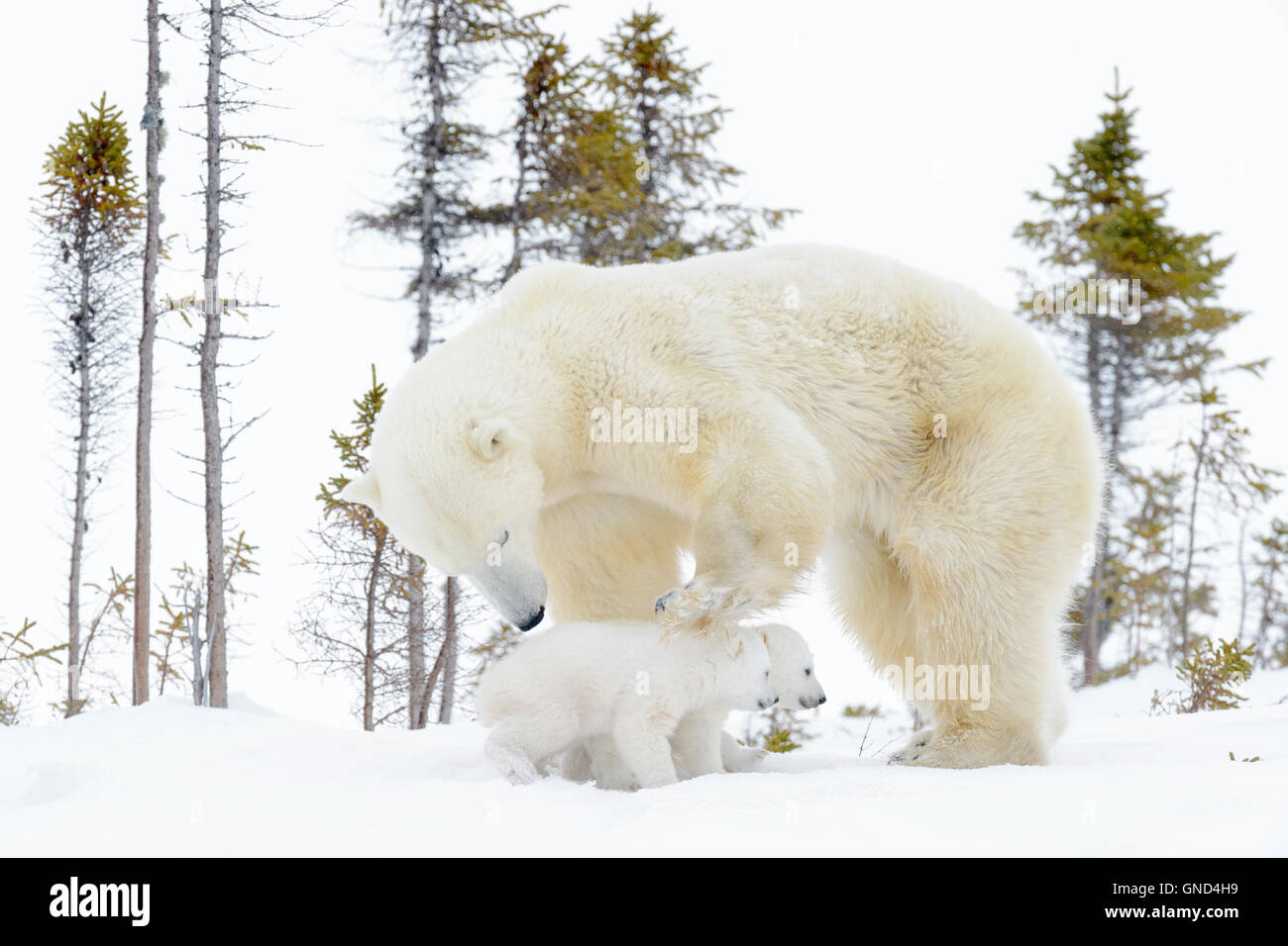Polar bear mother (Ursus maritimus) standing on tundra with two new born cubs, Wapusk National ...