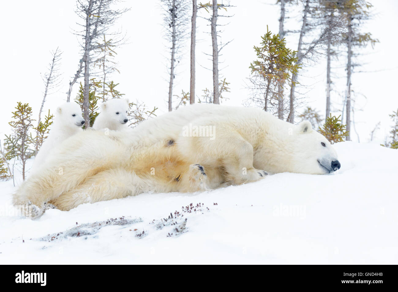 Polar bear mother (Ursus maritimus) sliding down, playing with two new born cubs, Wapusk ...