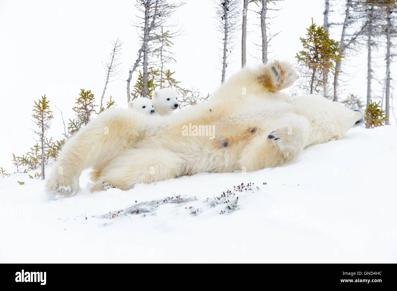 Polar bear mother (Ursus maritimus) sliding down, playing with two new born cubs, Wapusk ...