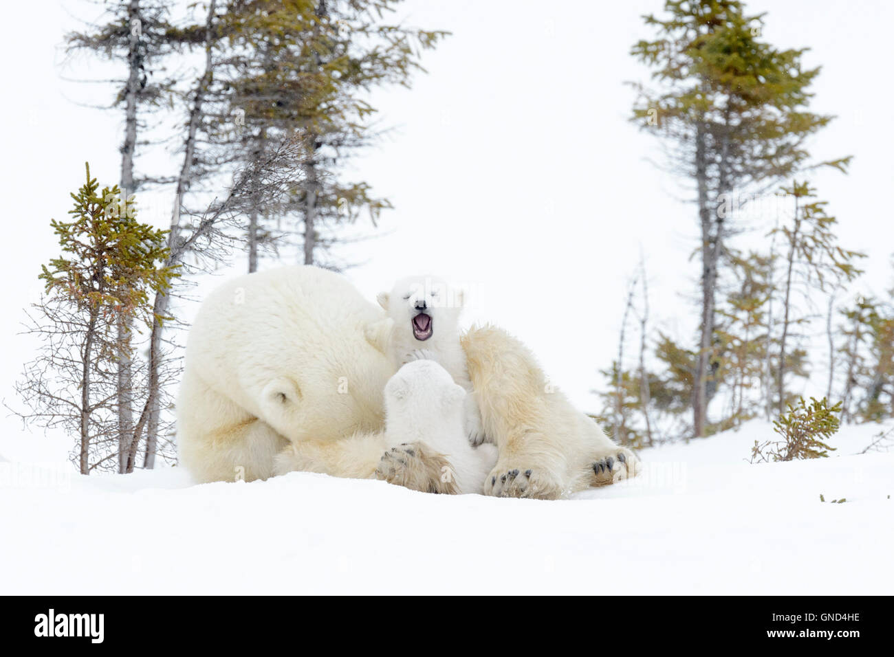 Polar bear mother (Ursus maritimus) lying down with two playing cubs, Wapusk National Park ...