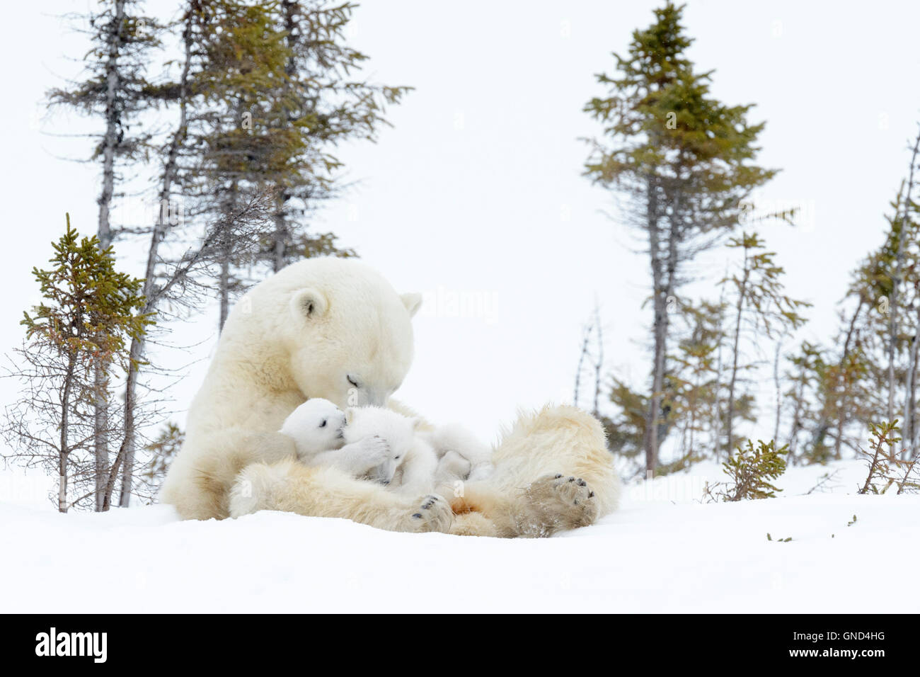 Polar bear mother (Ursus maritimus) sitting up with two playing cubs, Wapusk National Park ...
