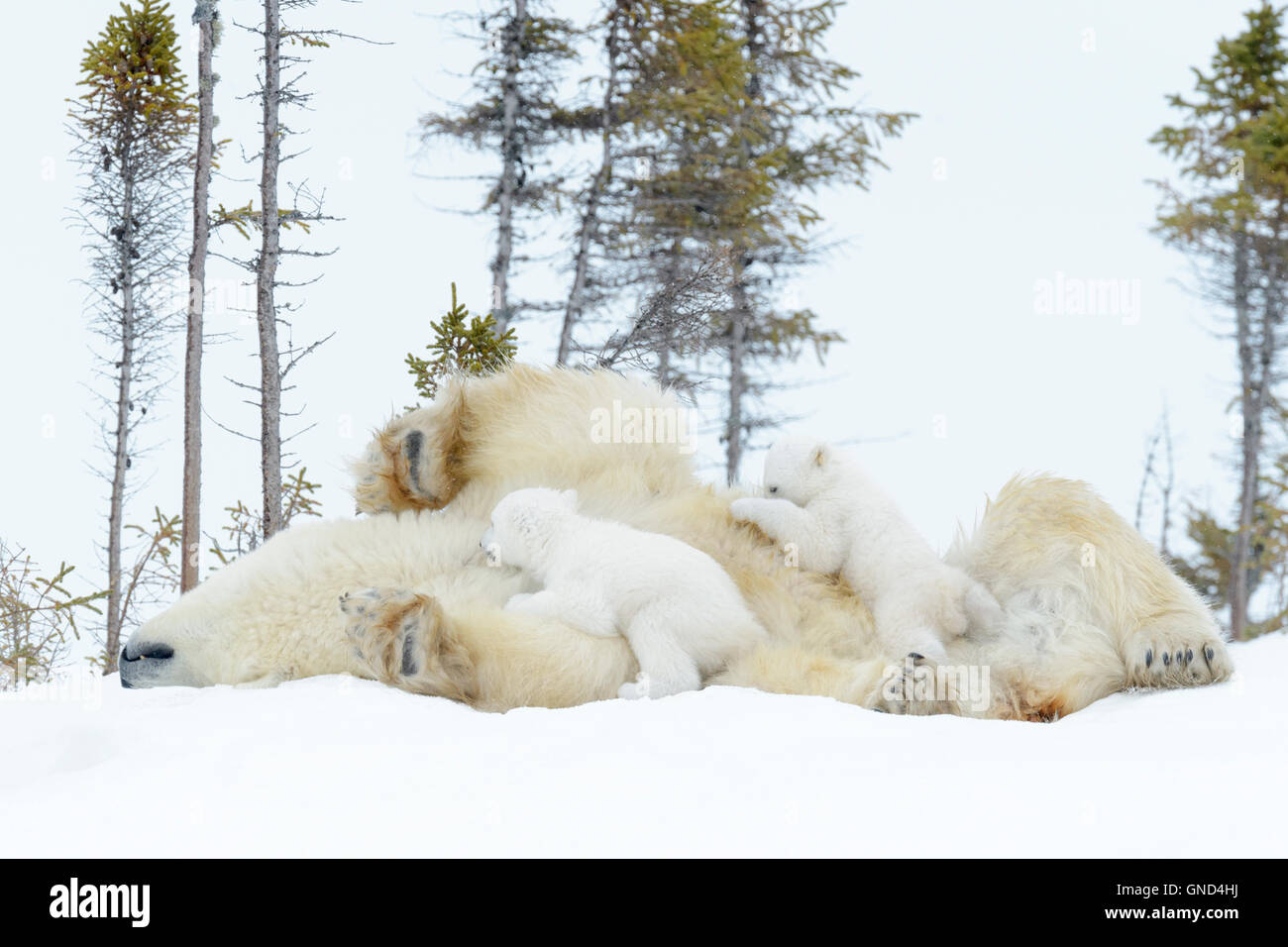 Polar bear eating cub hi-res stock photography and images - Alamy