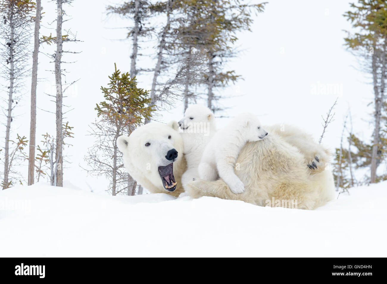 Polar bear mother (Ursus maritimus) lying down with two playing cubs, Wapusk National Park ...