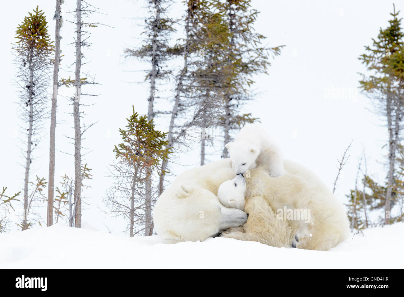 Polar bear mother (Ursus maritimus) lying down with two playing cubs, Wapusk National Park ...