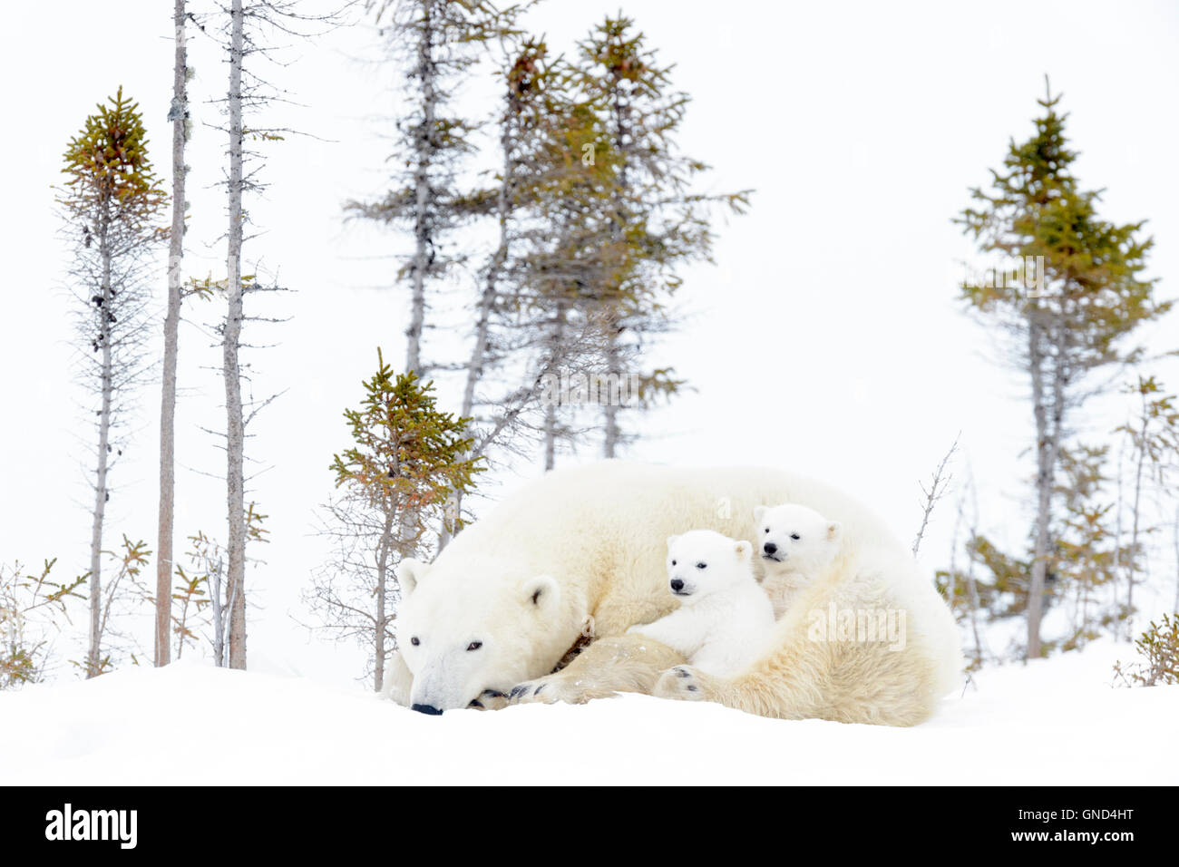 Polar bear mother (Ursus maritimus) lying down with two playing cubs, Wapusk National Park ...