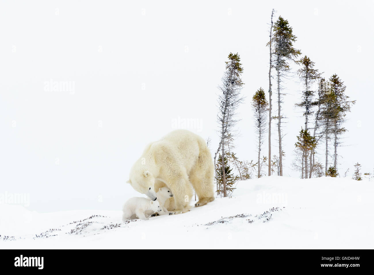 Polar bear mother (Ursus maritimus) with two cubs on tundra, Wapusk National Park, Manitoba ...