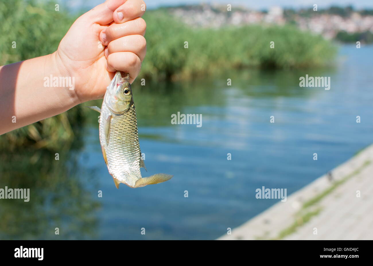 Fishermans hand holding freshly cought fish by the lake Stock Photo - Alamy