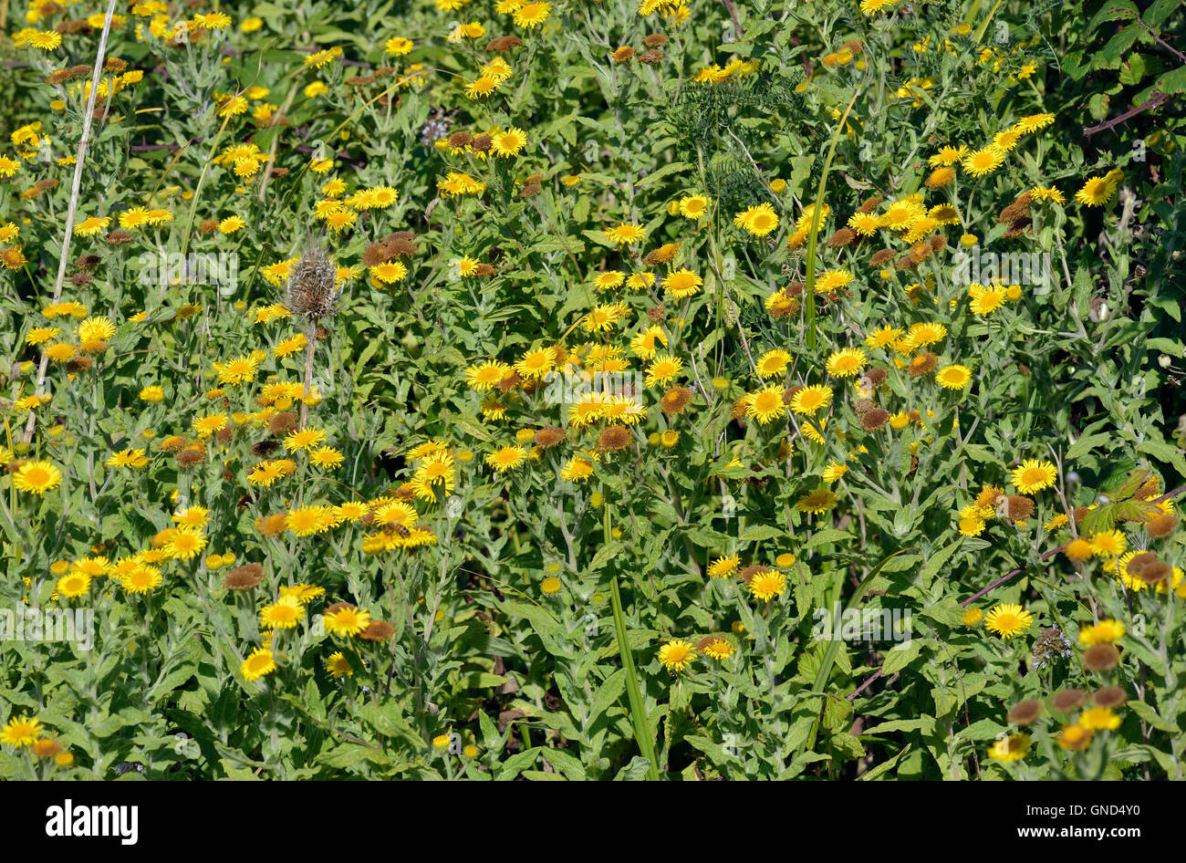 Meadow false fleabane hi-res stock photography and images - Alamy
