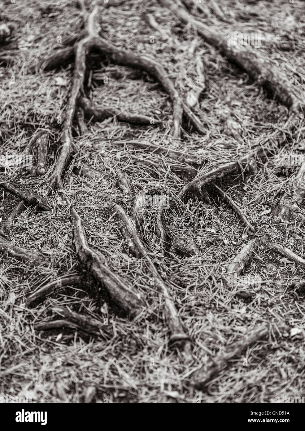 Tree root detail hi-res stock photography and images - Alamy