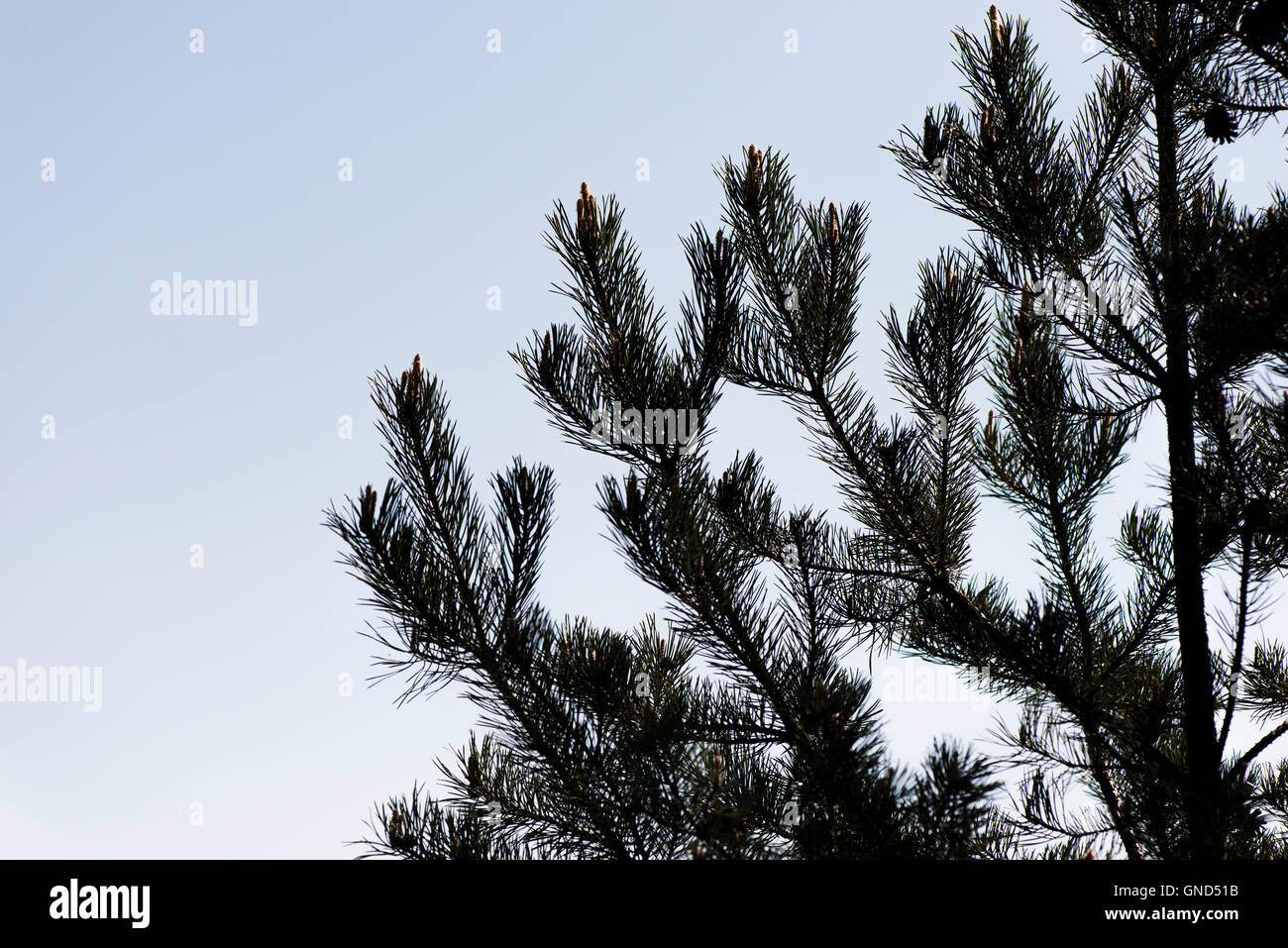 Blue pine tree hi-res stock photography and images - Alamy