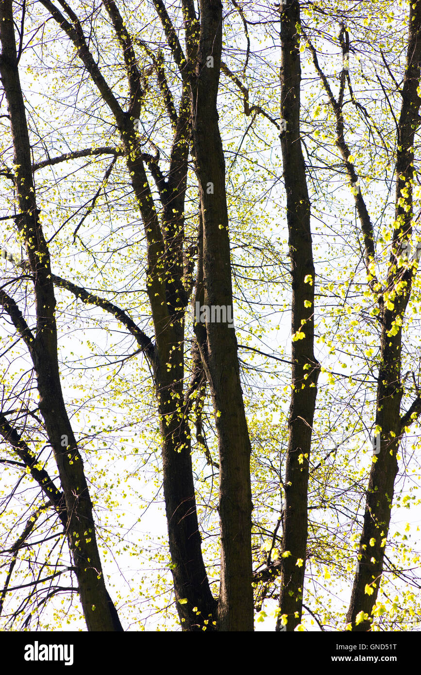 Spring nature green forest hi-res stock photography and images - Alamy