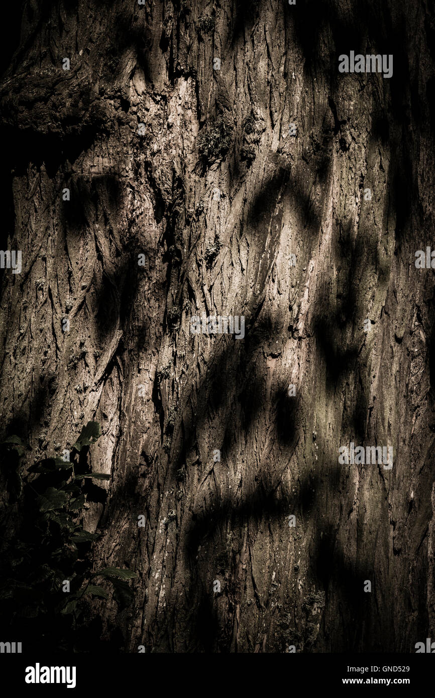 Tree trunk and shadow. Moody and dark forest scene Stock Photo - Alamy