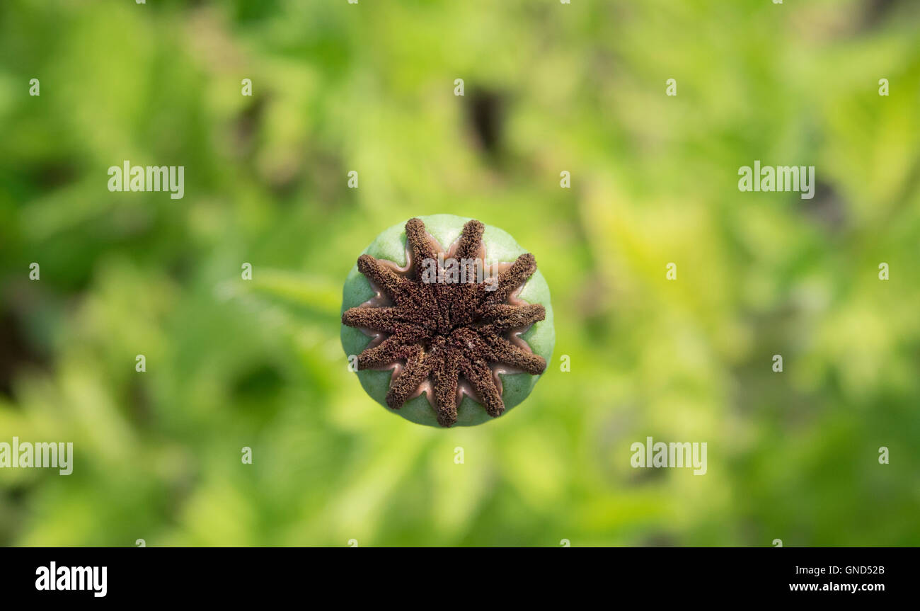 Poppy flower bulb from above in close up. Green nature detail Stock ...