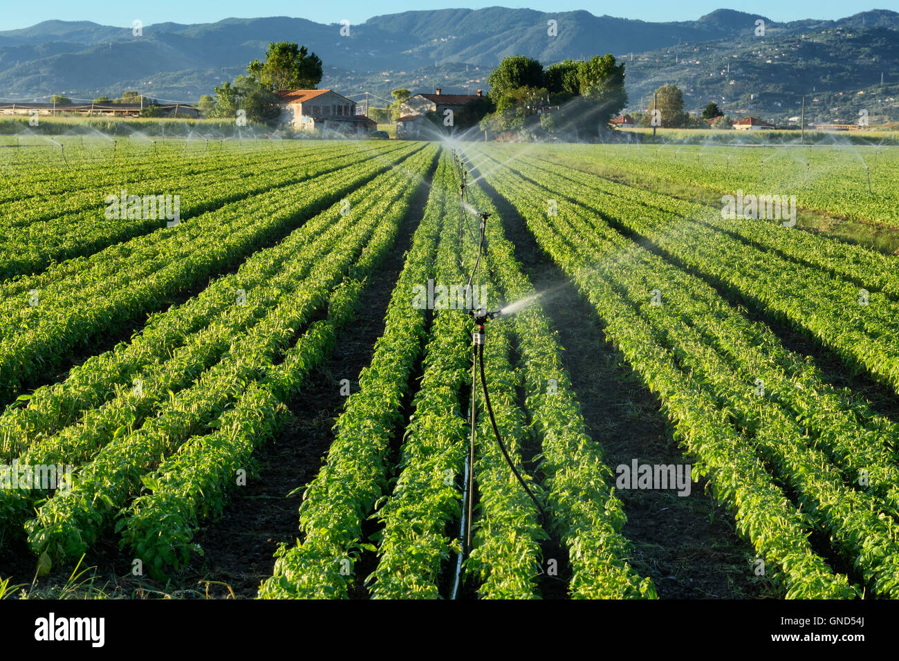 irrigation system on a basil field Stock Photo - Alamy
