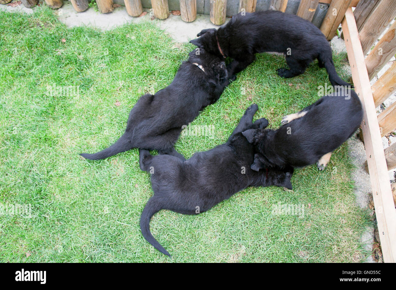 Black German Shepherd Dog puppy, pack of puppies, working, herding dog ...