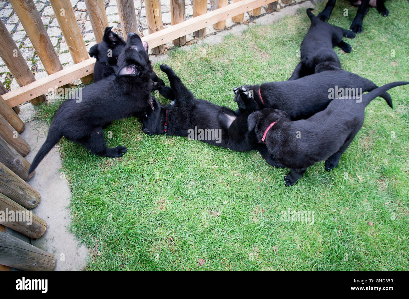Black German Shepherd Dog puppy, pack of puppies, working, herding dog ...