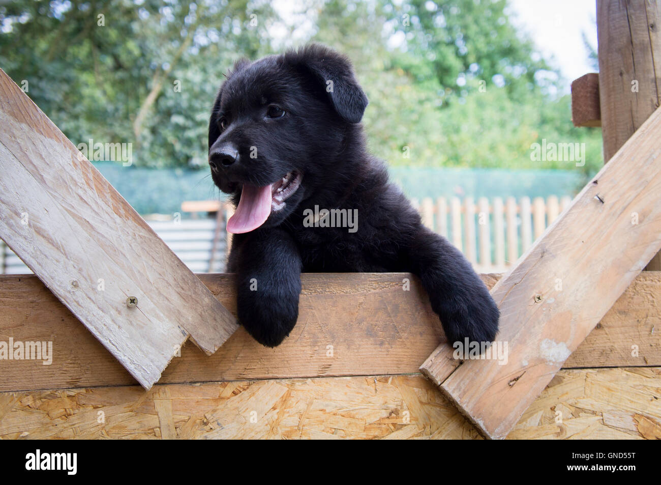 Black German Shepherd Dog puppy, working, herding dog, GSD Stock Photo ...