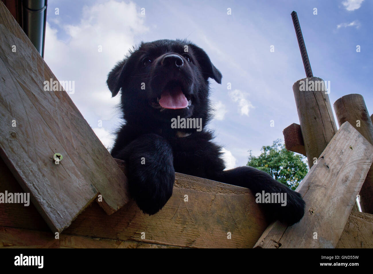 Black German Shepherd Dog puppy, working, herding dog, GSD Stock Photo ...