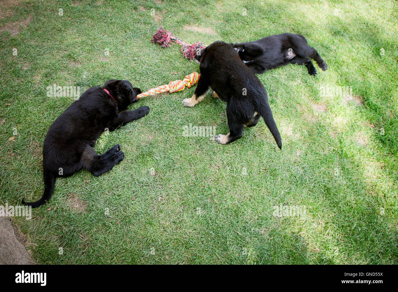 Black German Shepherd Dog puppy, working, herding dog, GSD Stock Photo ...