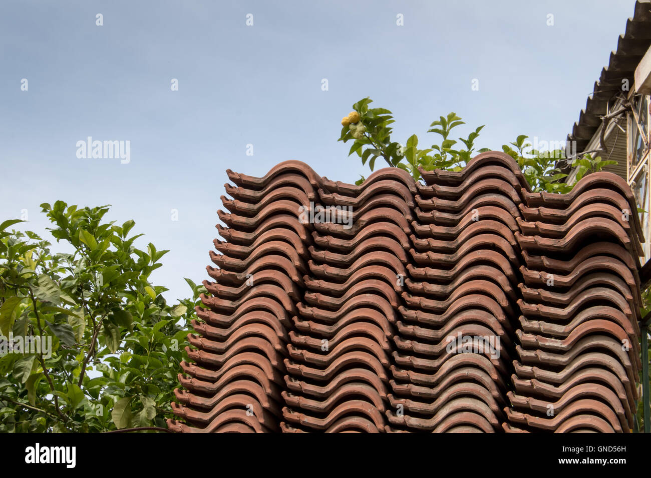 Declined pile of roof tiles, creating a wave pattern. Citrus trees ...