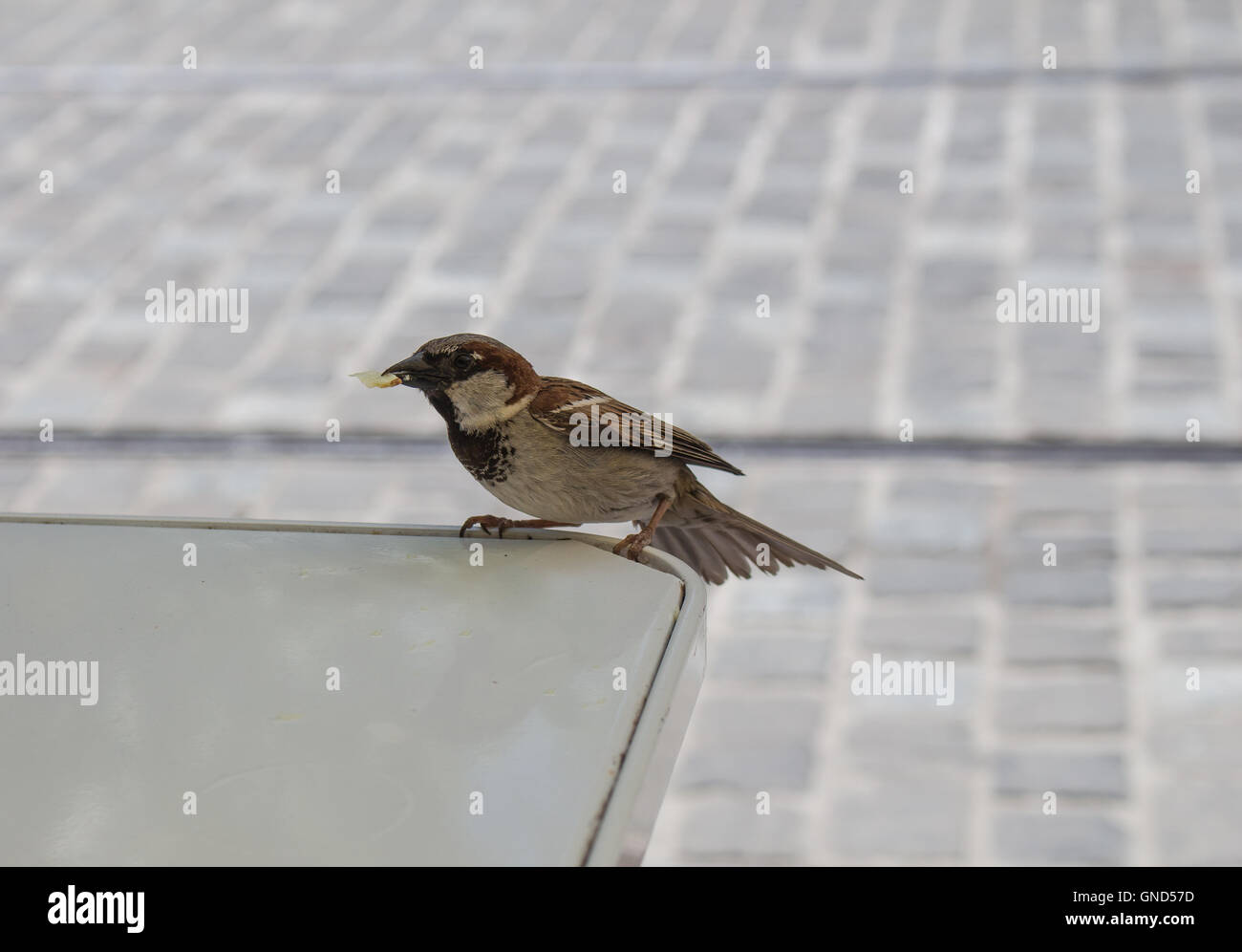 Street sparrow High Resolution Stock Photography and Images - Alamy