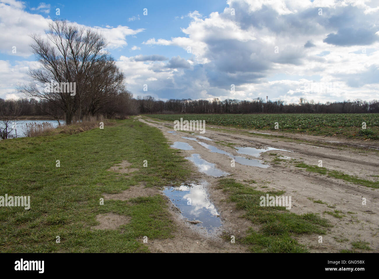 Tree without leaves winter night hi-res stock photography and images ...