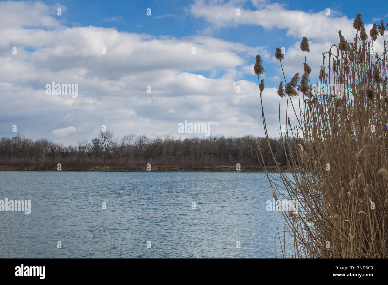 Late winter wind making waves on the surface of the lake. Cane on the ...